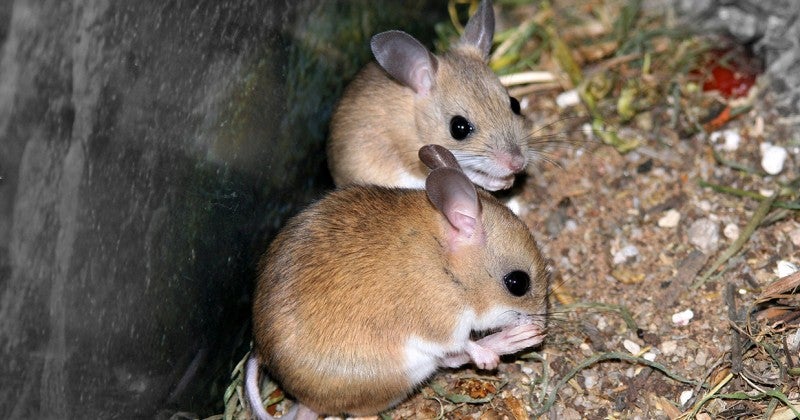 8-Foot Fences to Protect Endangered Mice?