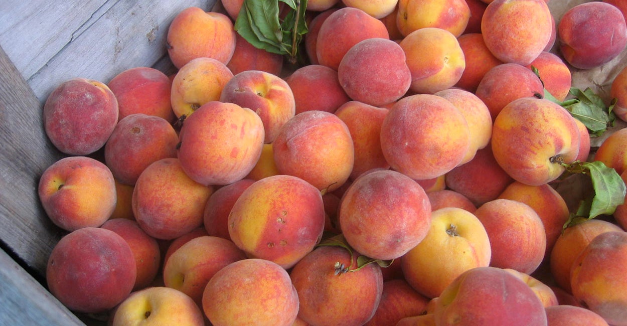 EPA Regs Likely to Kill 68-Year-Old Louisiana Peach Orchard