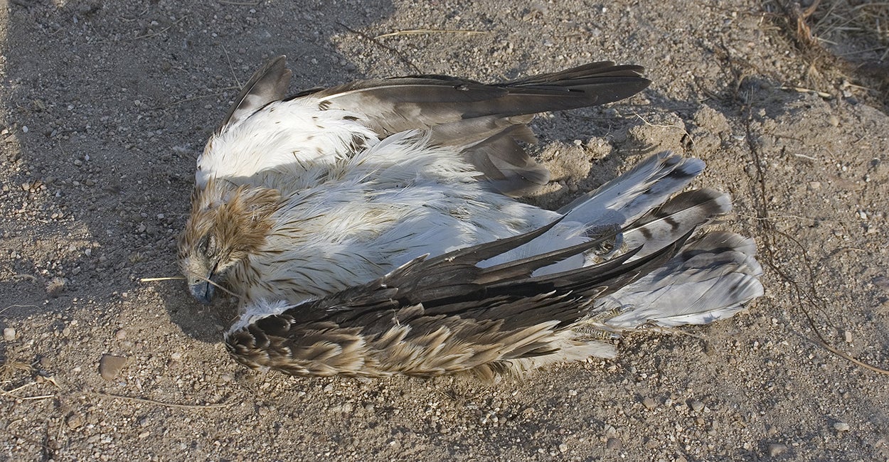 Wind Farms Divide Environmentalists: Energy vs. Dead Birds