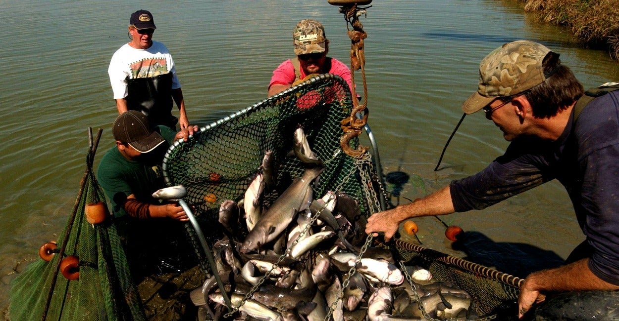 Inside Capitol Hill’s Raging Catfish Battle