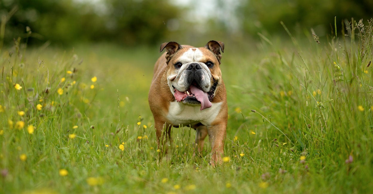 The Death of My Dog Taught Me 2 Important Lessons About Our Secular Age