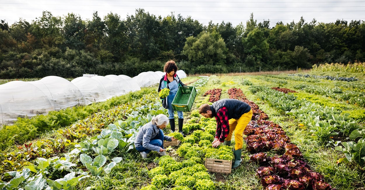 A Story of the Soil and the Soul