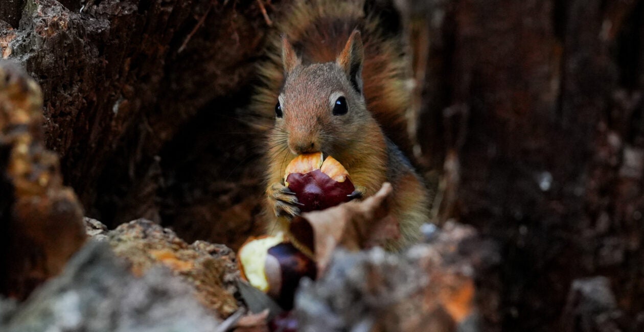 P'Nut Story Is Fauci-ism in a Nutshell