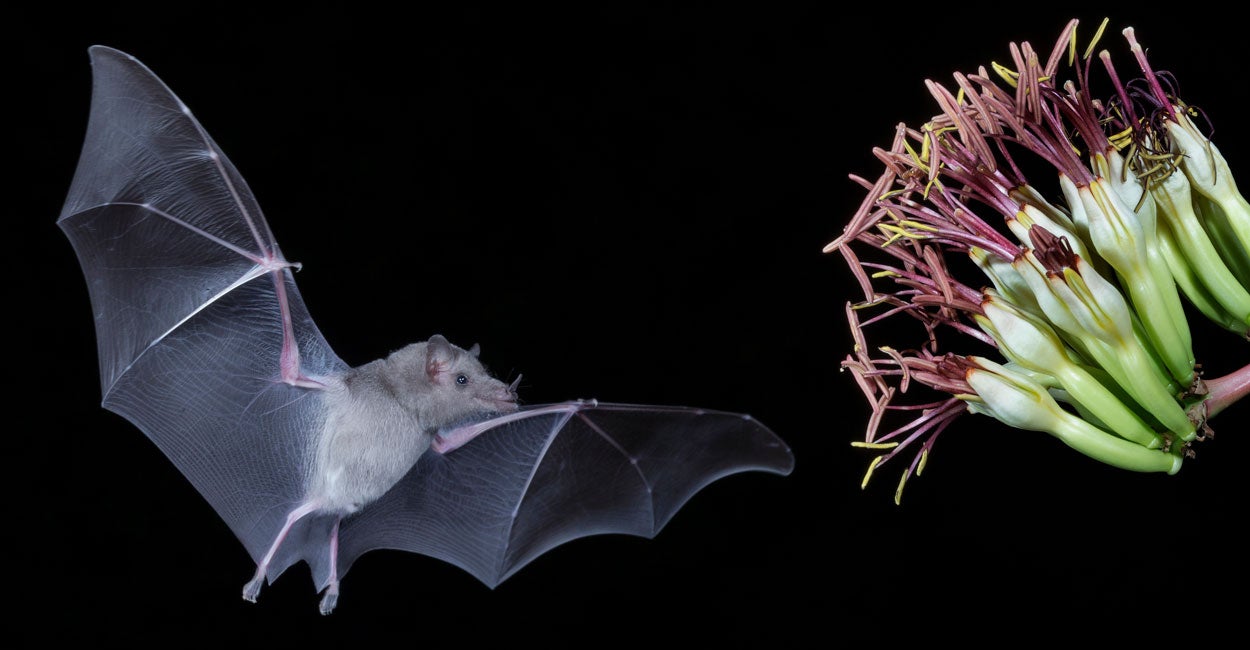The Curious Recovery of a 'Threatened' Bat Species